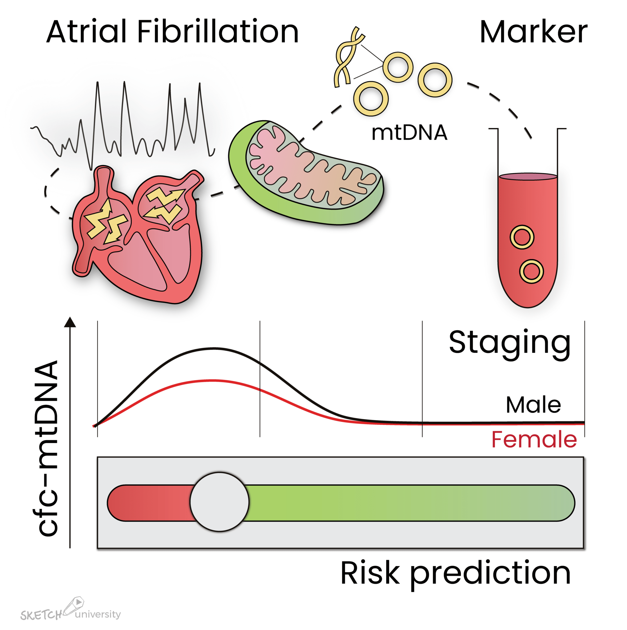Trial: Using Vitamin B3 To Treat Atrial Fibrillation in Heart Failure ...