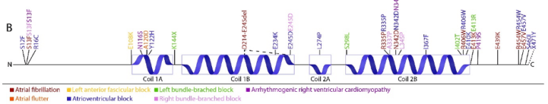 The Role of Desmin Variants In Familial Atrial Fibrillation – AFIP ...